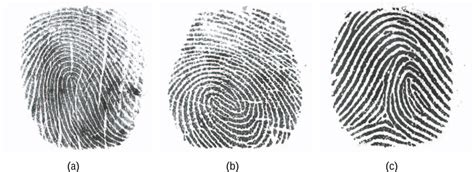 Pdf An Enhanced Gabor Filter Based Segmentation Algorithm For