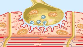 Neuromuscular Junction Animation