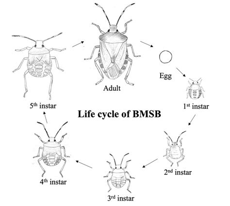Cheese Bug Life Cycle At Alice Wollstonecraft Blog