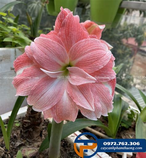 Cây Hoa Lan Huệ Kép Cây Cảnh Phạm Thương