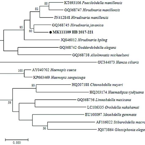 Maximum Likelihood Phylogenetic Tree Of Leech Species Based On The 18s