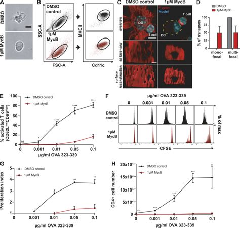 Dc F Actin Depolymerization Affects Immune Synapse Structure And T Cell Download Scientific
