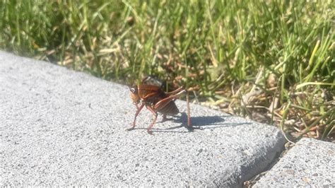 Mormon Cricket Infestation Has Returned For Spring