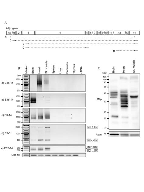 Mlip Tissue Expression Profile In Mlip Mice A B Pcr Amplification Download Scientific