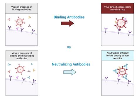 Neutralization Assay