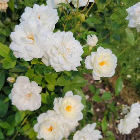 White Iceberg Shrub Rose Plants Express