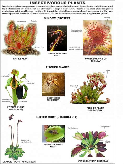 Angiosperms Plants