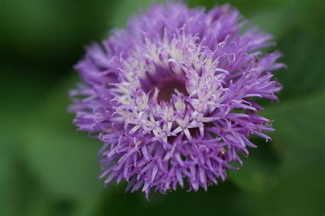 Centratherum Punctatum Shot With Raynox Dcr250 Flickr