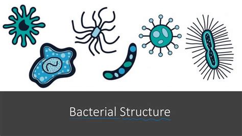Bacteriology2structurelyst8173gggggggpdf Ppt