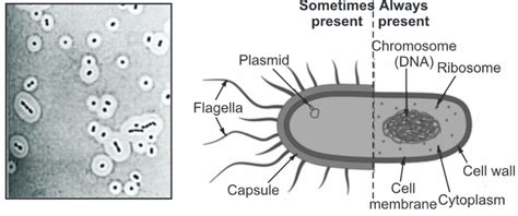 Bacterial Capsule Composition Function And Examples Biology Ease