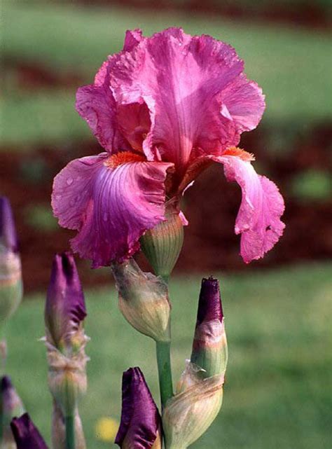 Bearded Iris Biblehac