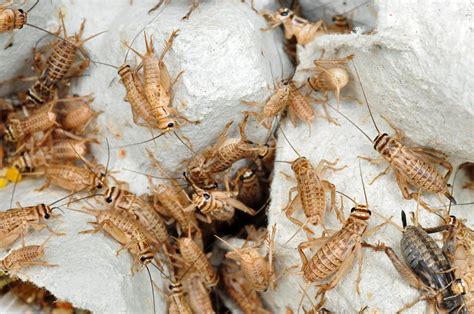 Cricket Pest Control — Major League Pest Control Vista
