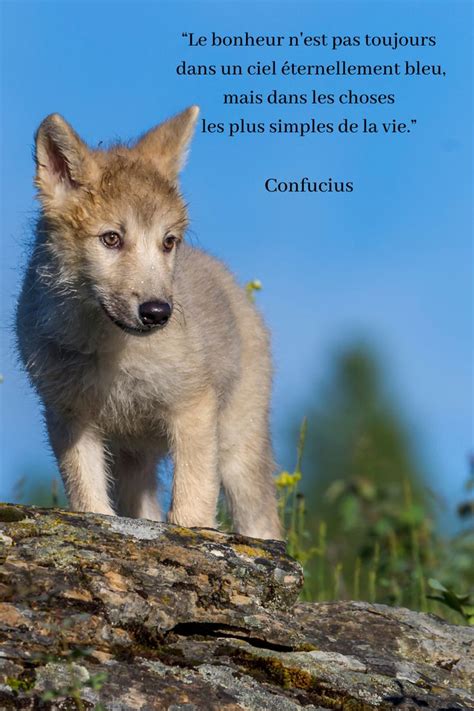 Marcher à Pas De Loup Klerviyoga Citations Autour Du Loups Citation Animaux Loup