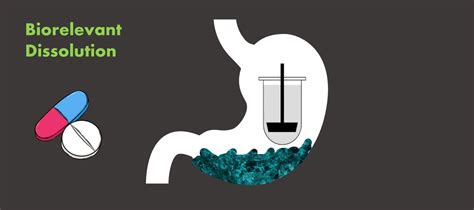 Biorelevant Dissolution Testing Bridging The Gap Between Lab And In