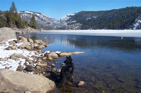 Pinecrest Lake Chirkaan German Shepherd Dog