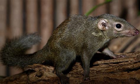 33 Facts About Tree Shrew