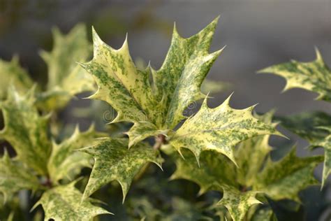 Holly Osmanthus Tricolor Stock Image Image Of Holly 237030675