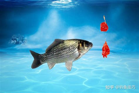 春季各阶段淡水鱼的摄食量和活力变化 知乎