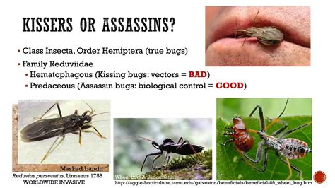 New Jerseys Assassin Bugs And Risk Of Chagas Disease Myth Or Reality