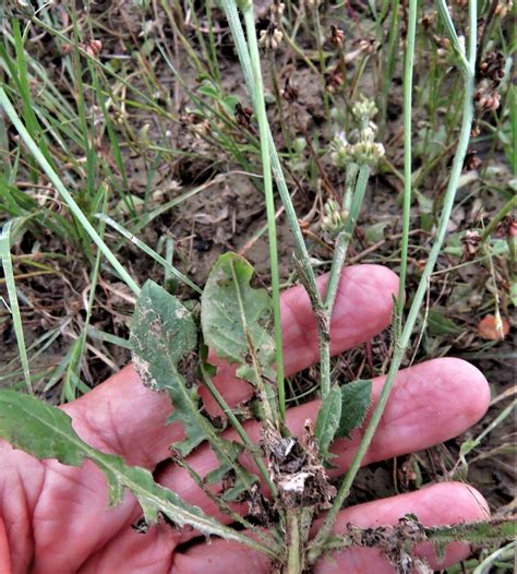 Striped Hawksbeard From Ladd Land Dallas Co Tx Us On May 16 2023