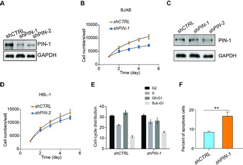 Pin 1 Depletion Inhibits The Proliferation Of Gcb Dlbcl Cells A Download Scientific Diagram