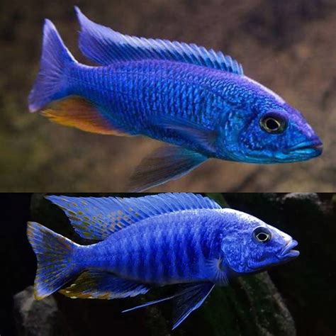 Electric Blue Cichlid Electric Blue Acara Cichlid Andinoacara Pulcher