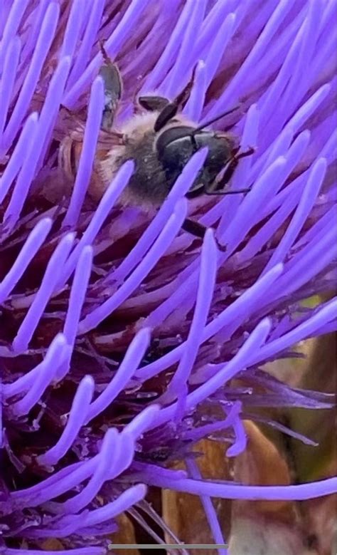 Inner G Picture Poetry Medium