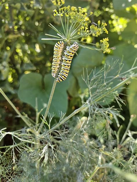 Dilly Dilly Rgardening