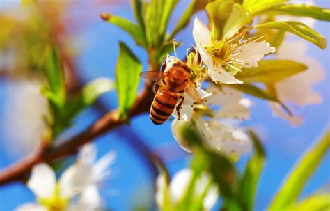 Apple Pollination Chart A Guide With Simplified Steps For Success