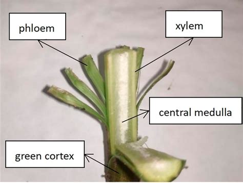 Schematic Diagram Of The Structural Composition Of The Ramie Stalk