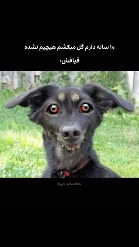 ‎سسشر میم‎ Soshermeme • Instagram Photos And Videos