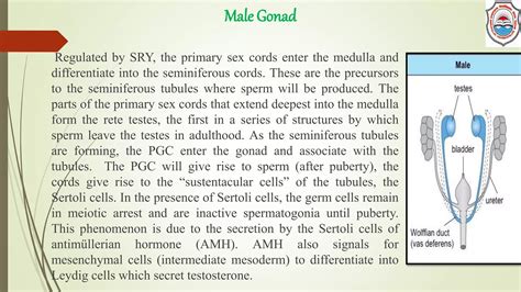 Development Of Gonads Gonad Differentiationmale Gonad And Female