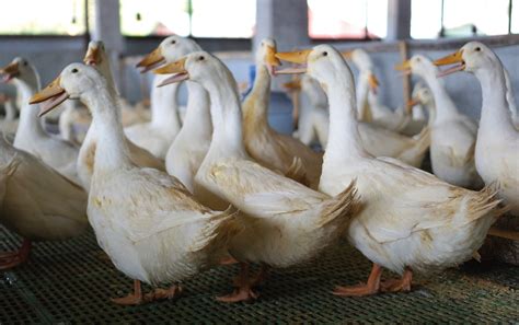 Peking Duck For Sale Philippines At Chelsea Elyard Blog