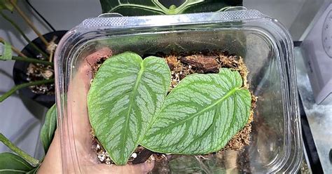 Dubias Album On Imgur