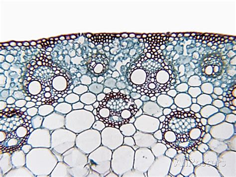 Monocot Vascular Bundle Diagram Quizlet