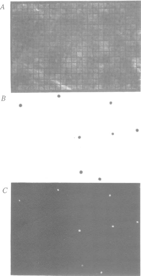 Figure 1 From Hybridisation Techniques On Gridded High Density Dna And In Situ Colony Filters