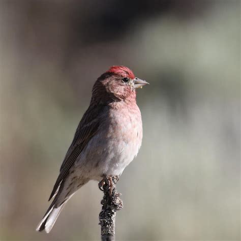 19 Birds Similar To American Goldfinches