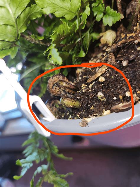 New Fern Root Issue Rhouseplants