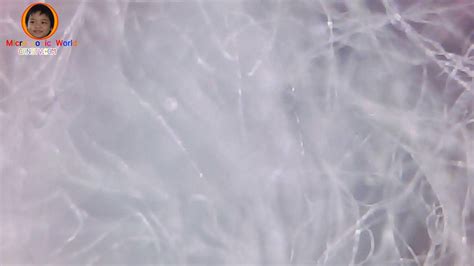 Cotton Fiber Microscope At Adela Spooner Blog