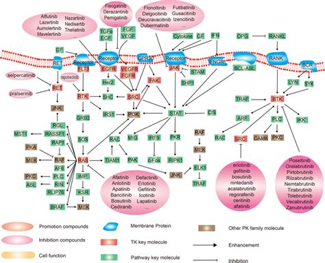 Schematic Diagram Of Protein Phosphorylation Signaling Pathway Of