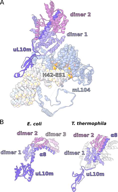 Figures And Data In Ciliate Mitoribosome Illuminates Evolutionary Steps Of Mitochondrial