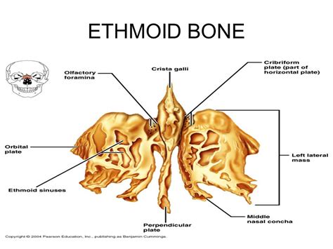Ethmoid Bone Image Search Results Anatomy Bones Image Search Search