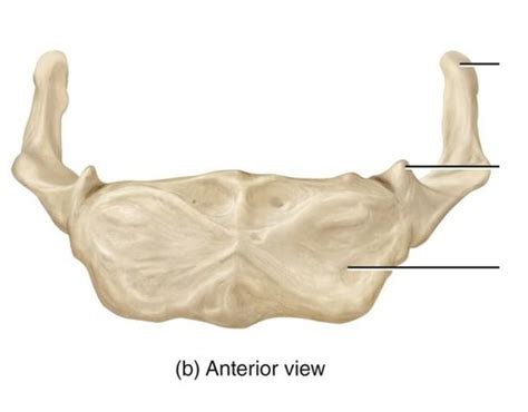 Vertebral Column And Hyoid Bone Flashcards Quizlet