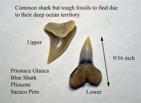 Blue Shark Teeth