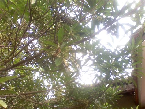 Just Relax And Get The Extract Foto Biji Genitri