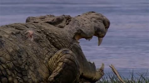 Gustave Crocodile Dead