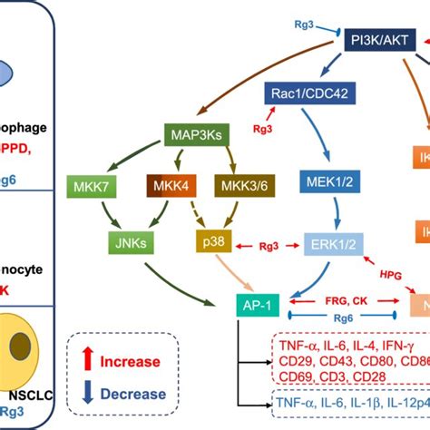 Types Of Ginsenosides Download Scientific Diagram