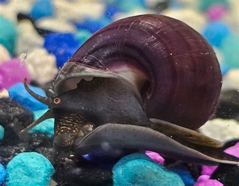Aside From Algae Flakes What Can I Feed Her She Is In A Colony Tank
