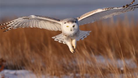 Arctic Tundra Snowy Owl