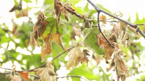 Some Sycamore Tree Diseases Can Boost Resilience Openlearningblog